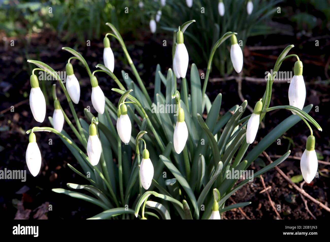 Galanthus elwesii Giant Snowdrop – budding pendent white bell-shaped ...