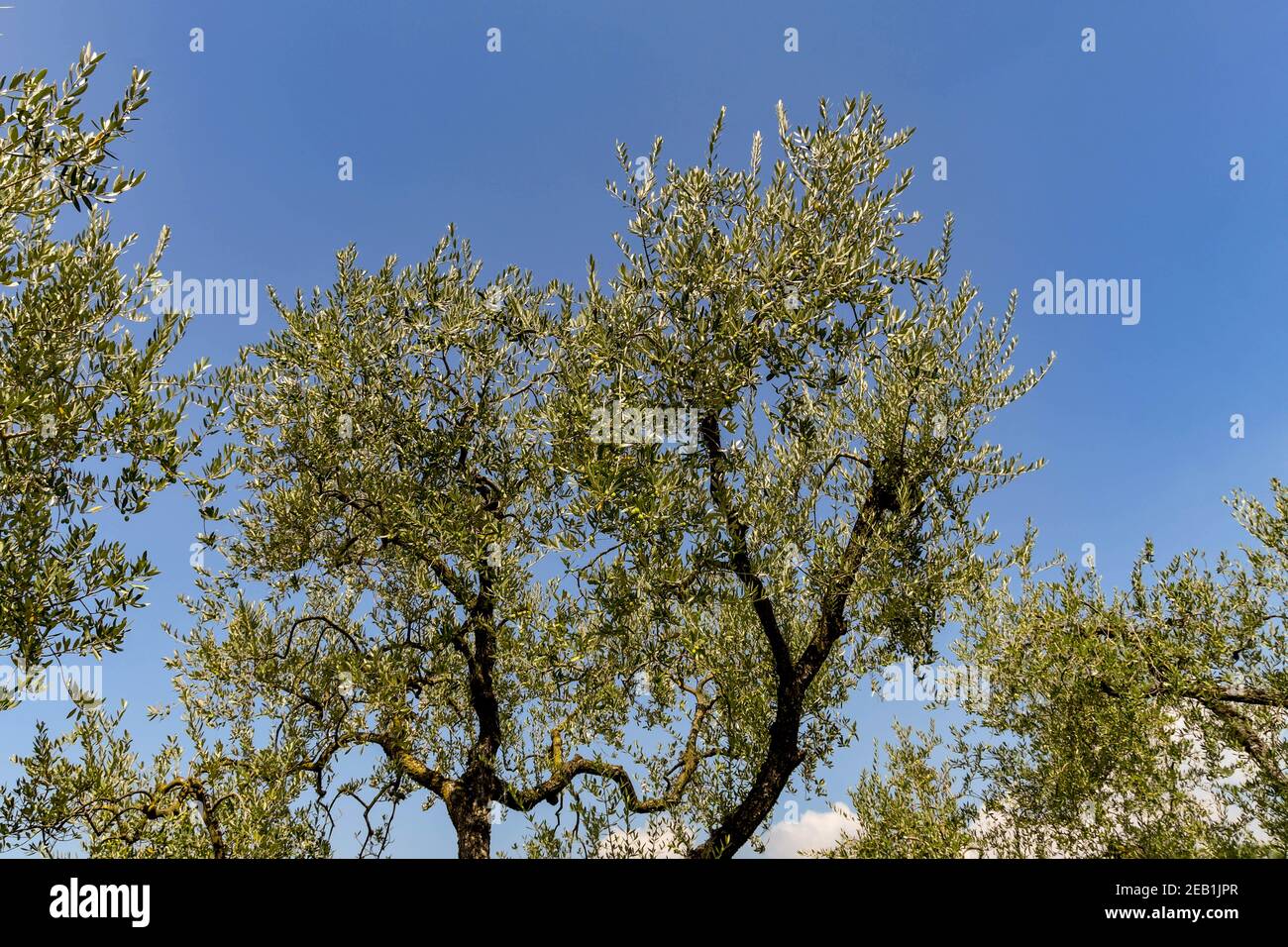 Olive growing and production hi-res stock photography and images - Alamy