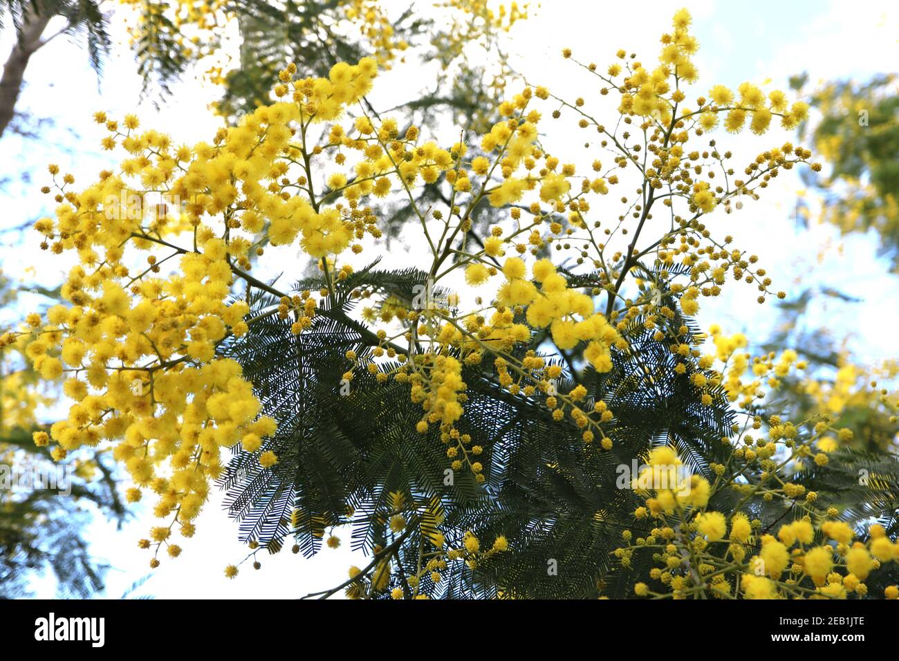 Acacia dealbata mimosa hi-res stock photography and images - Alamy