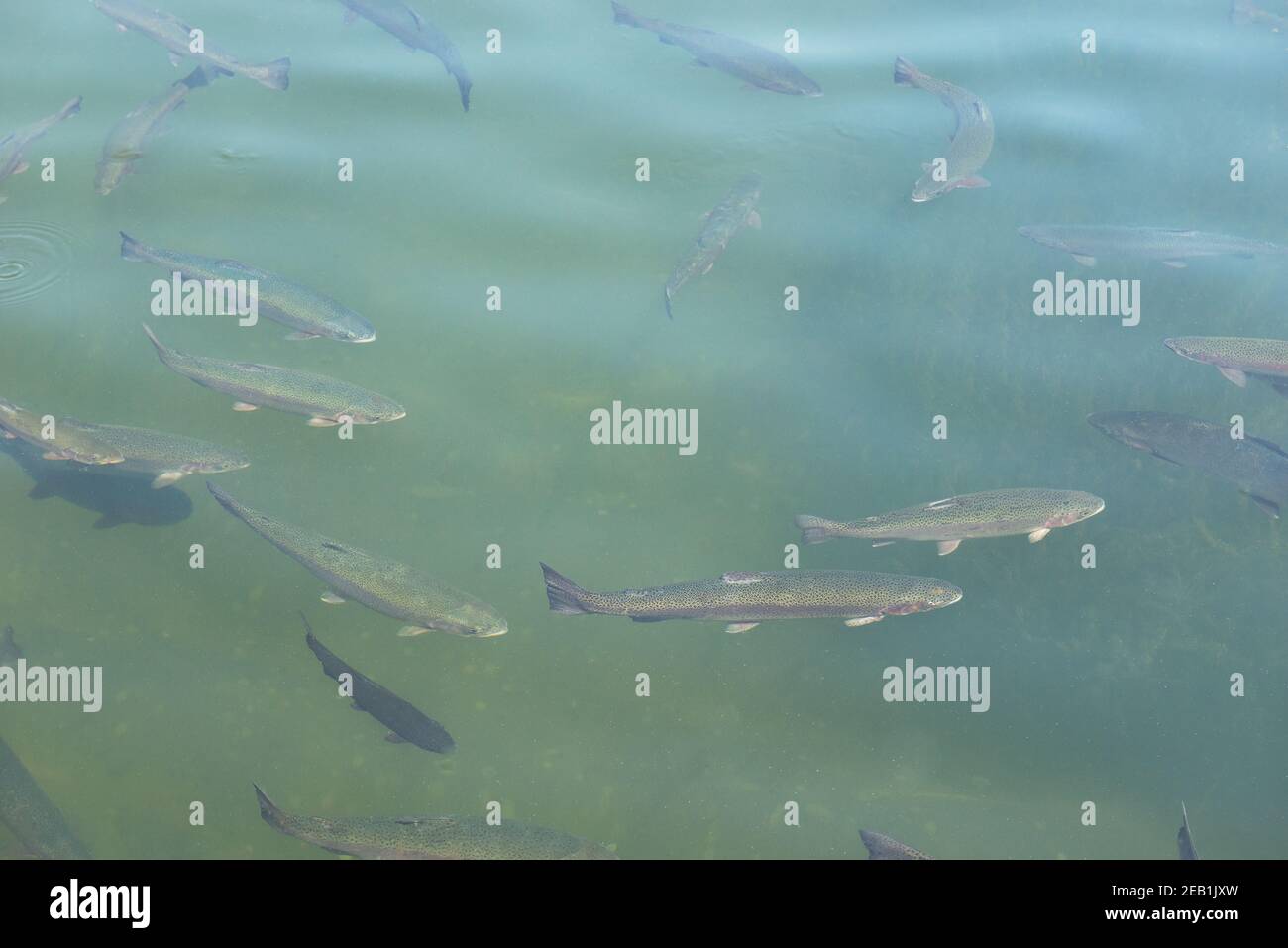 Trout underwater river hi-res stock photography and images - Alamy
