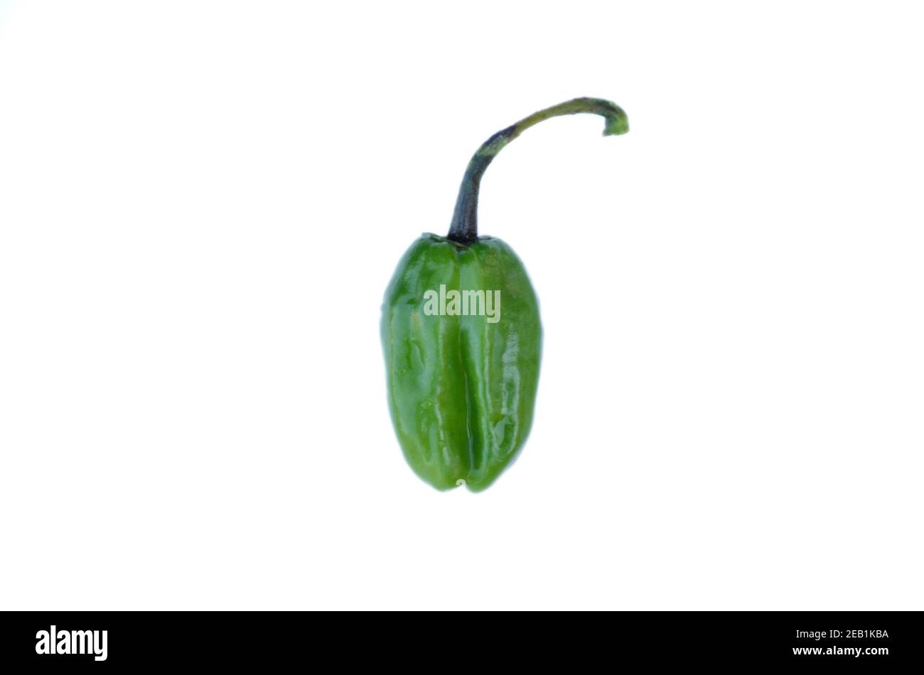 Green ripe pepper isolated on white background Stock Photo - Alamy