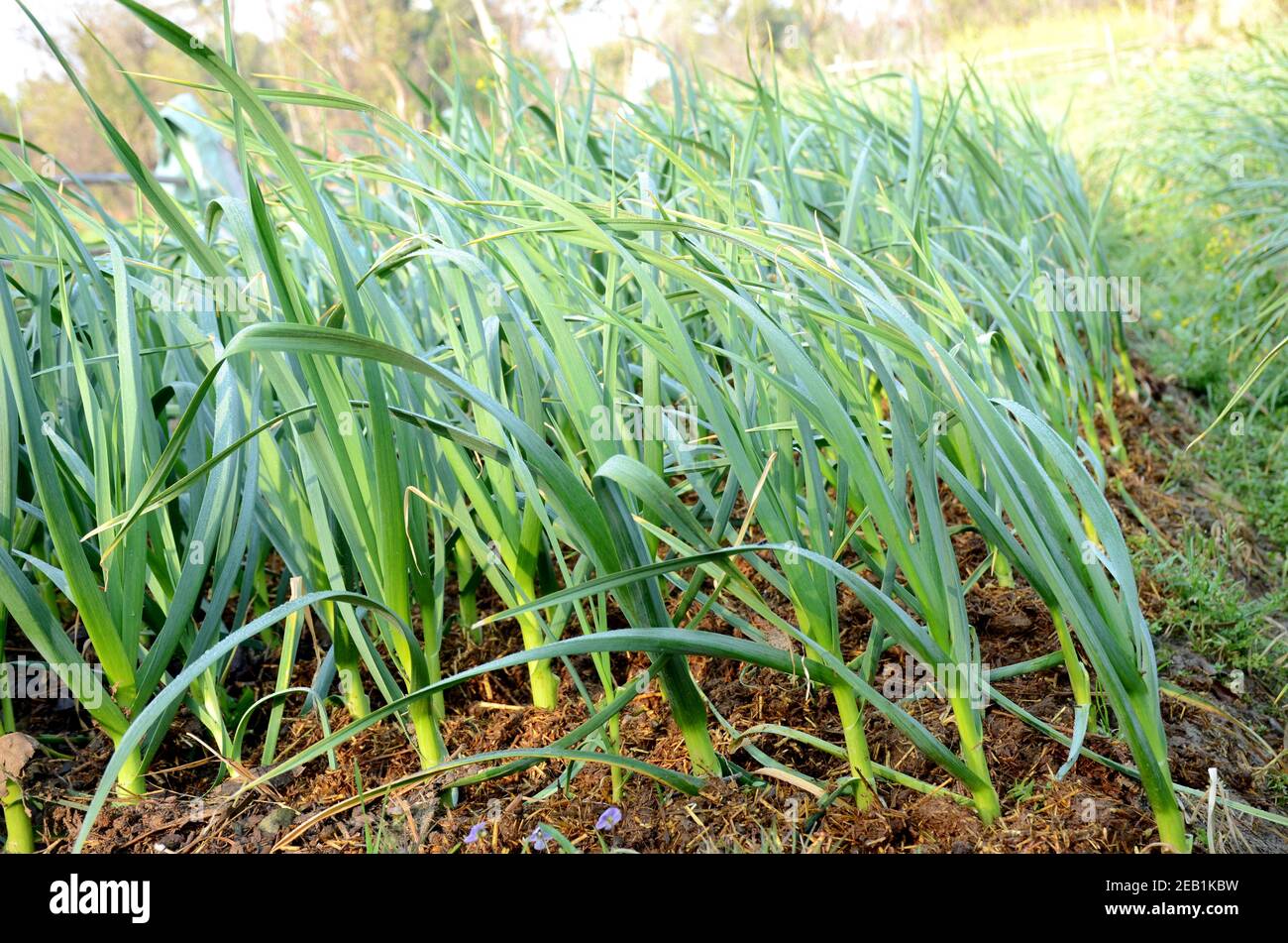 Bunch garlic ground hi-res stock photography and images - Alamy