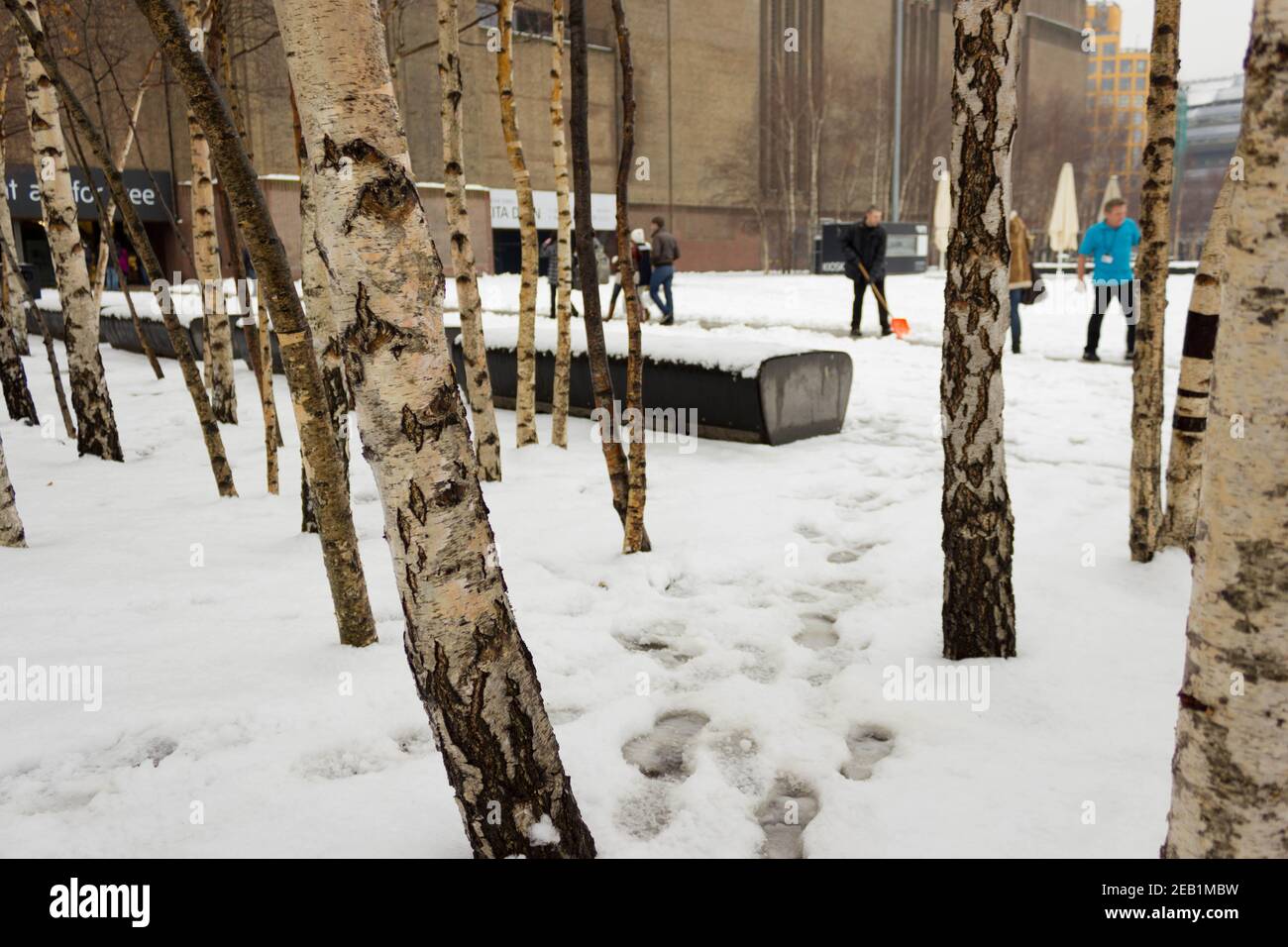 Birch trees outside tate modern hi-res stock photography and images - Alamy