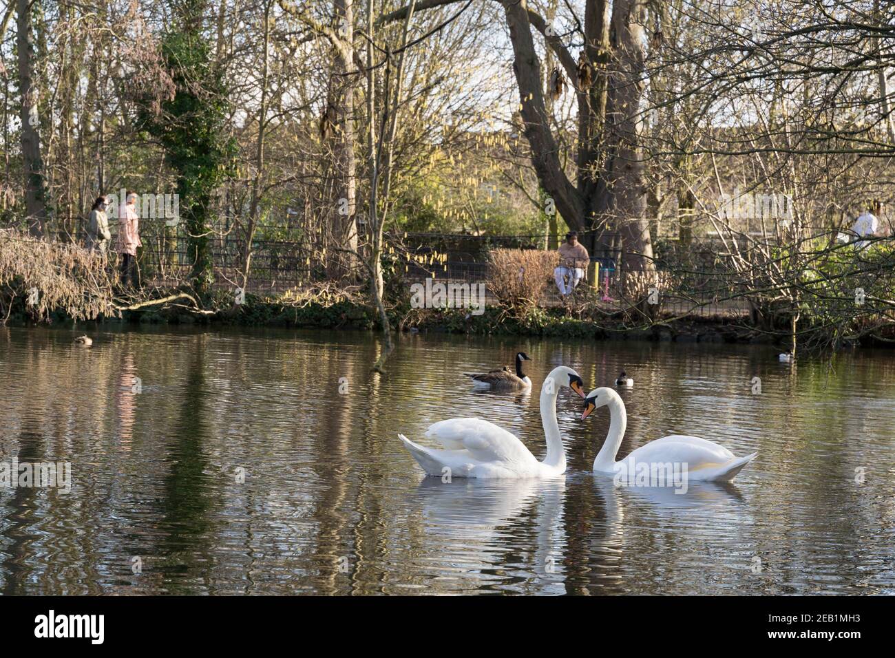 white geese cuddled up with each other in nature reserve pond London ...