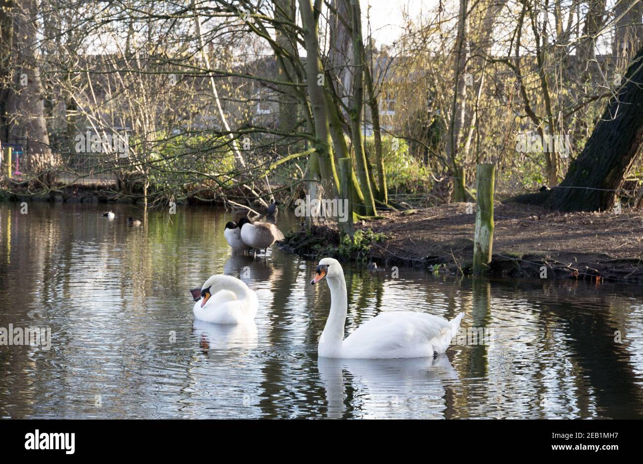 white mute geese playing in nature reserve pond London Stock Photo - Alamy