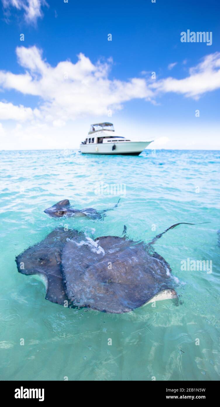 Stingray the cayman island hi-res stock photography and images - Alamy
