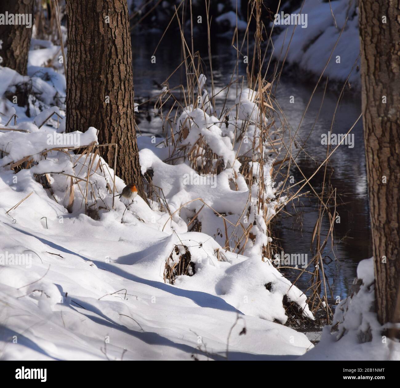 Sun winter robin hi-res stock photography and images - Alamy