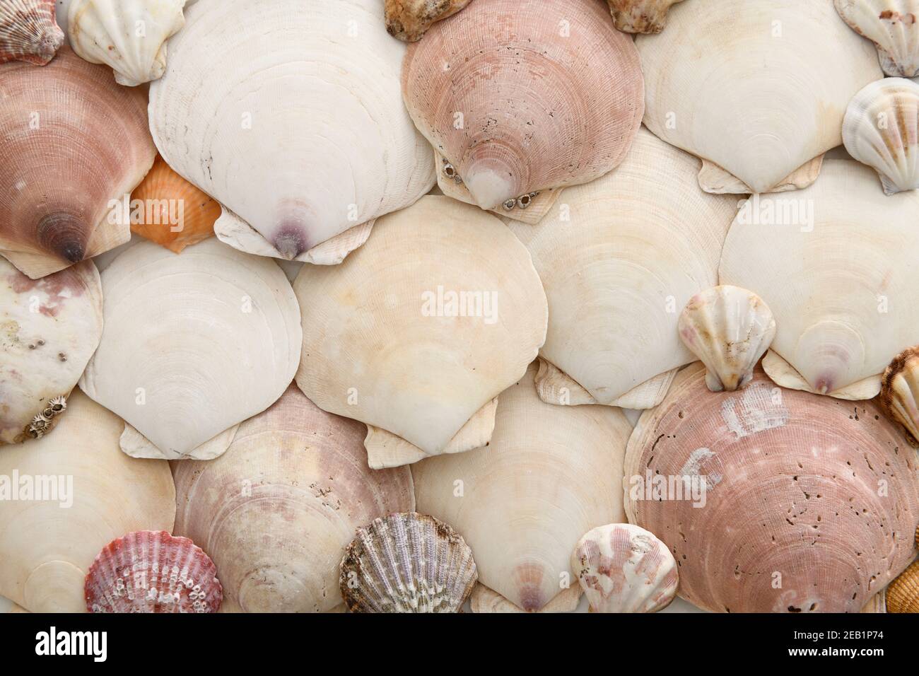 Pink and white Scallop seashells abstract background Stock Photo - Alamy