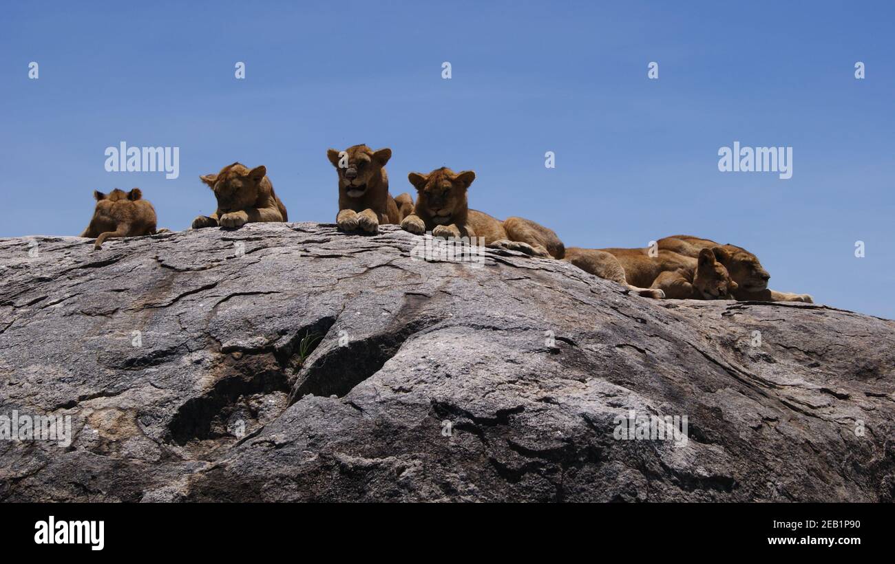 Lion King Pride Rock Real Life