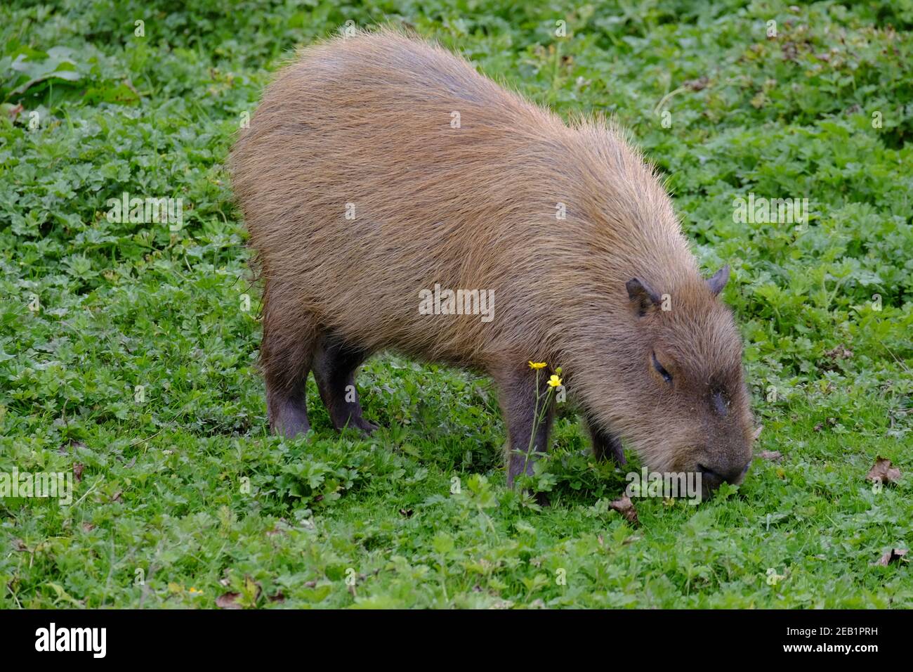 Capibara hi-res stock photography and images - Alamy
