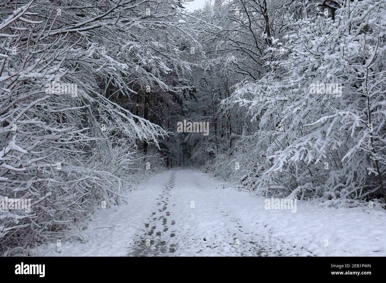 Scenic winter landscape with fresh white snow covering the branches of ...