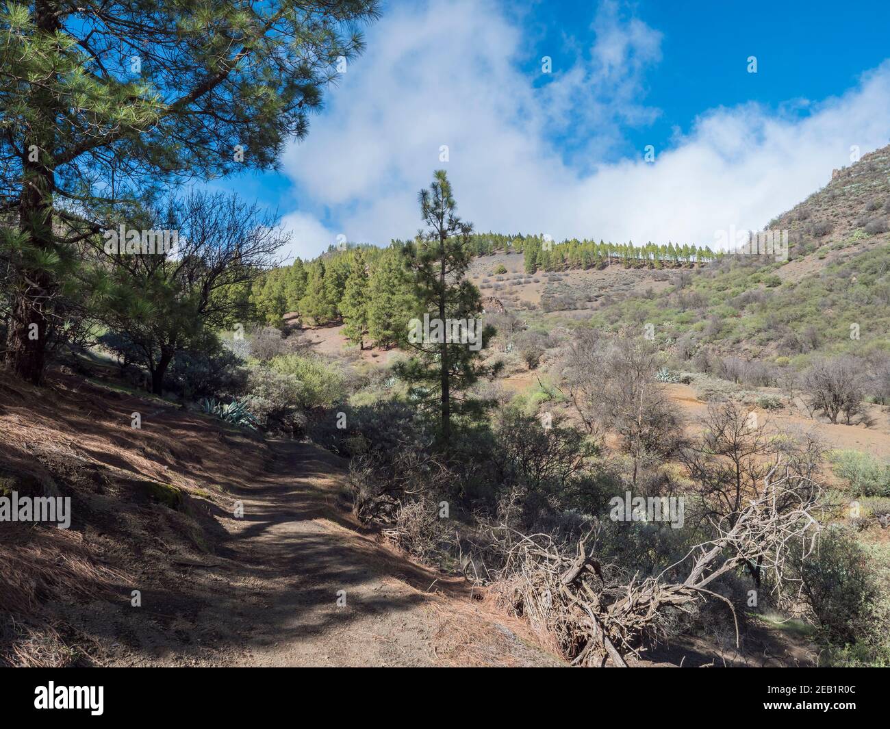 Landscape at Barranco de Guayadeque ravine with green vegetation. Gran ...