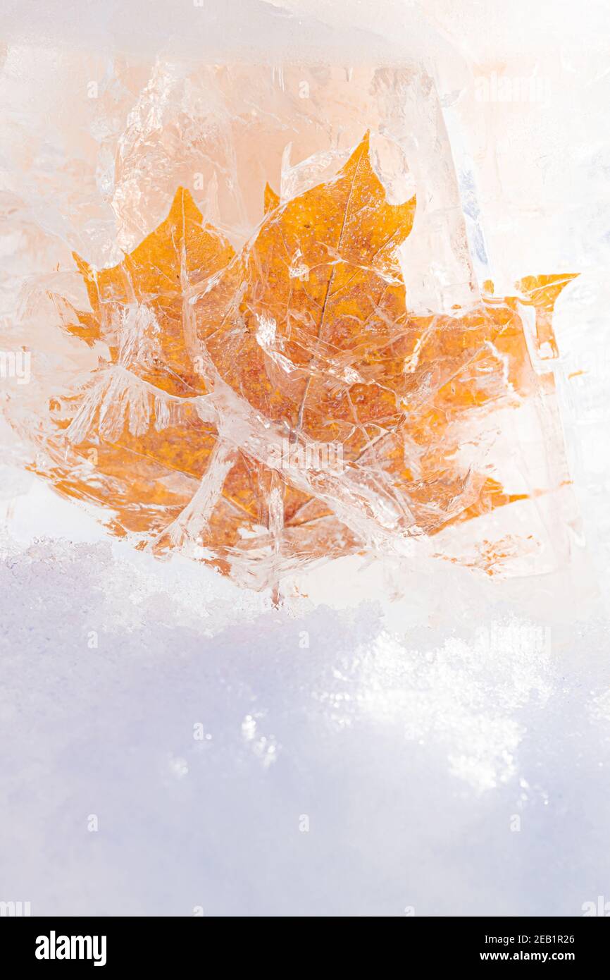 Autumn leaf freezes into ice. High quality photo Stock Photo - Alamy