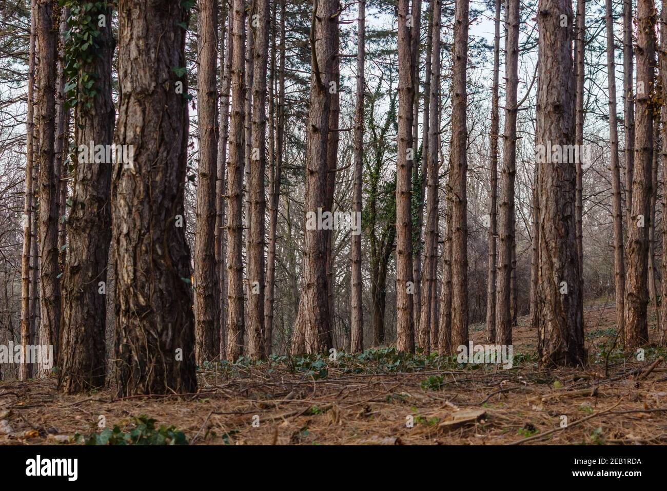 Closeup shot trees growing hi-res stock photography and images - Alamy