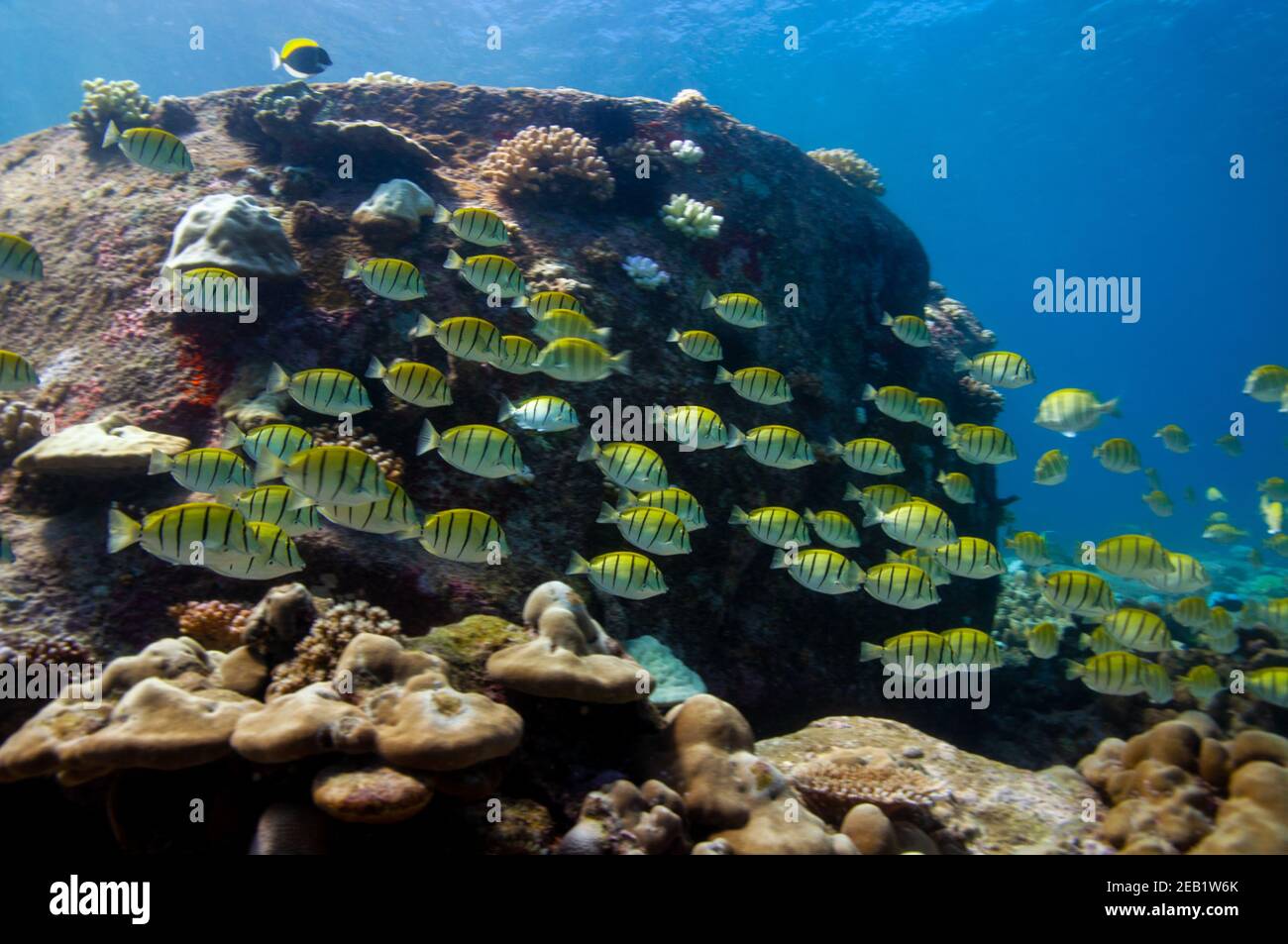 Low angle shot of exotic and colorful fish swimming near the corals at ...