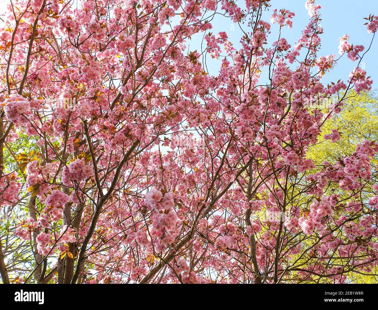 pink cherry blossom tree spring blue sky nature england uk Stock Photo ...