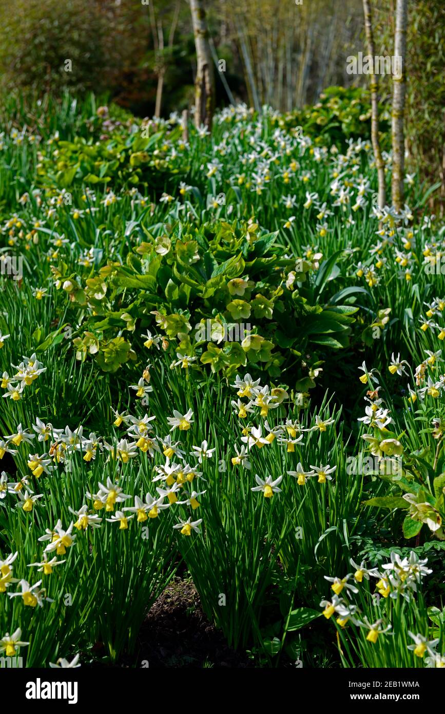 Massed daffodil planting hi-res stock photography and images - Alamy