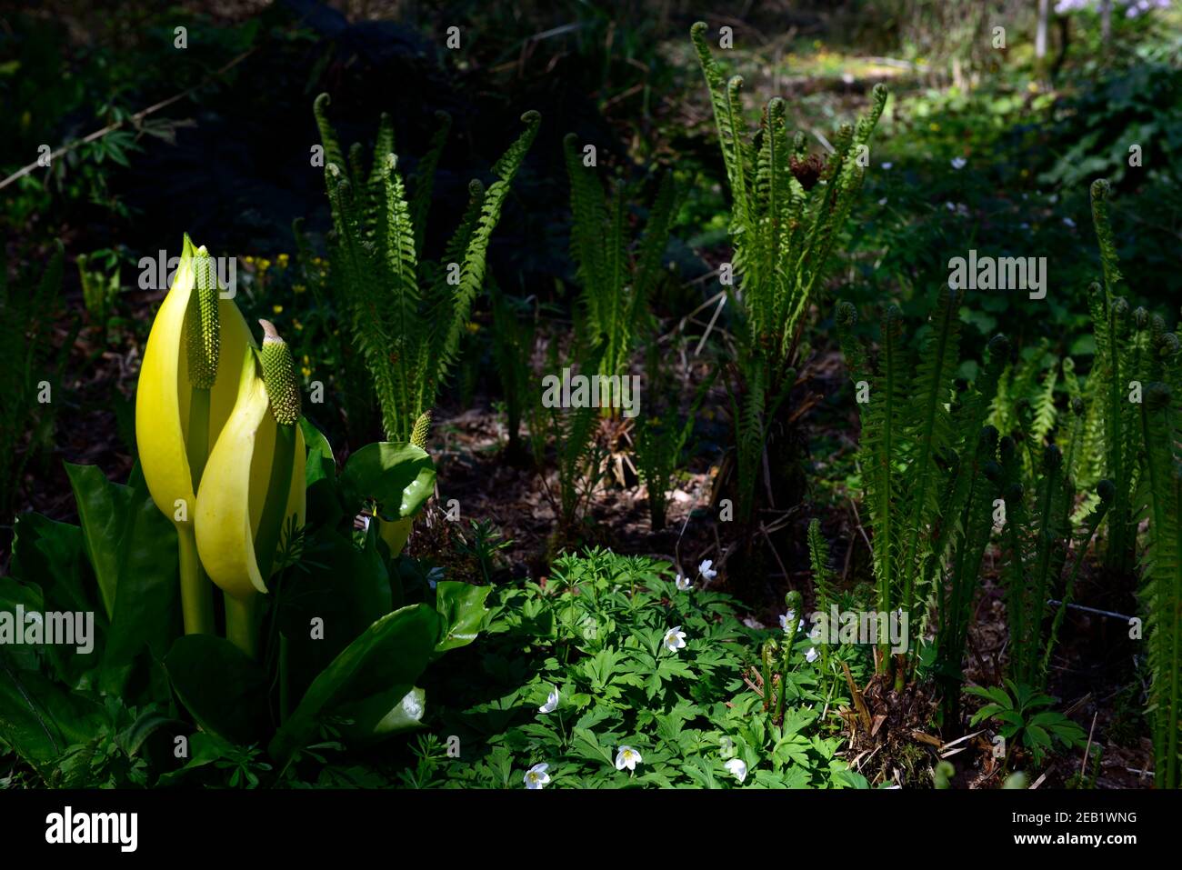 Lysichiton americanus,wet,boggy ground,wood,woodland,shade,shady,invasive species,RM Floral ...