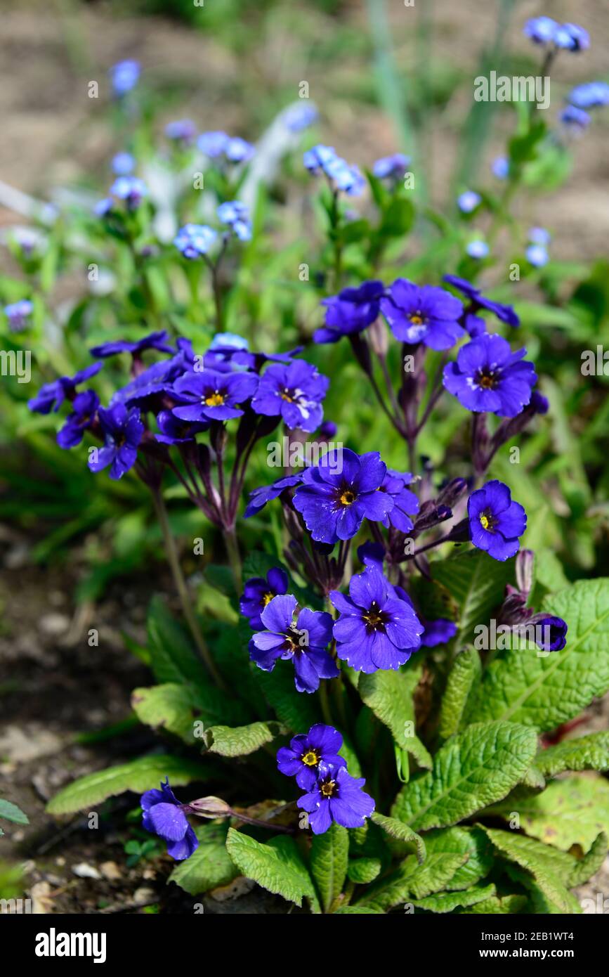 Barnhaven hybrids hi-res stock photography and images - Alamy