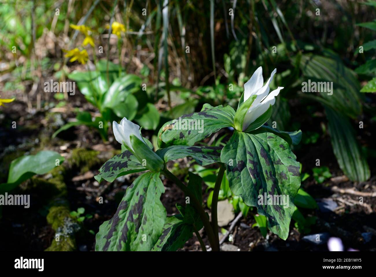 Giant toadstool hi-res stock photography and images - Alamy