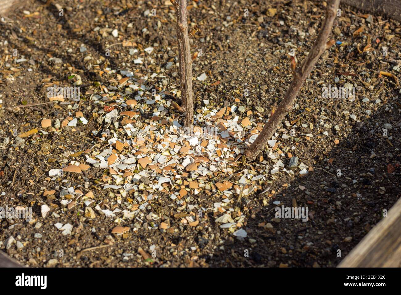 Fertilizing a bush with eggshells Stock Photo - Alamy
