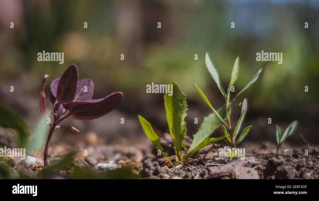 Selective focus shot of small plantations in the soil captured in the ...