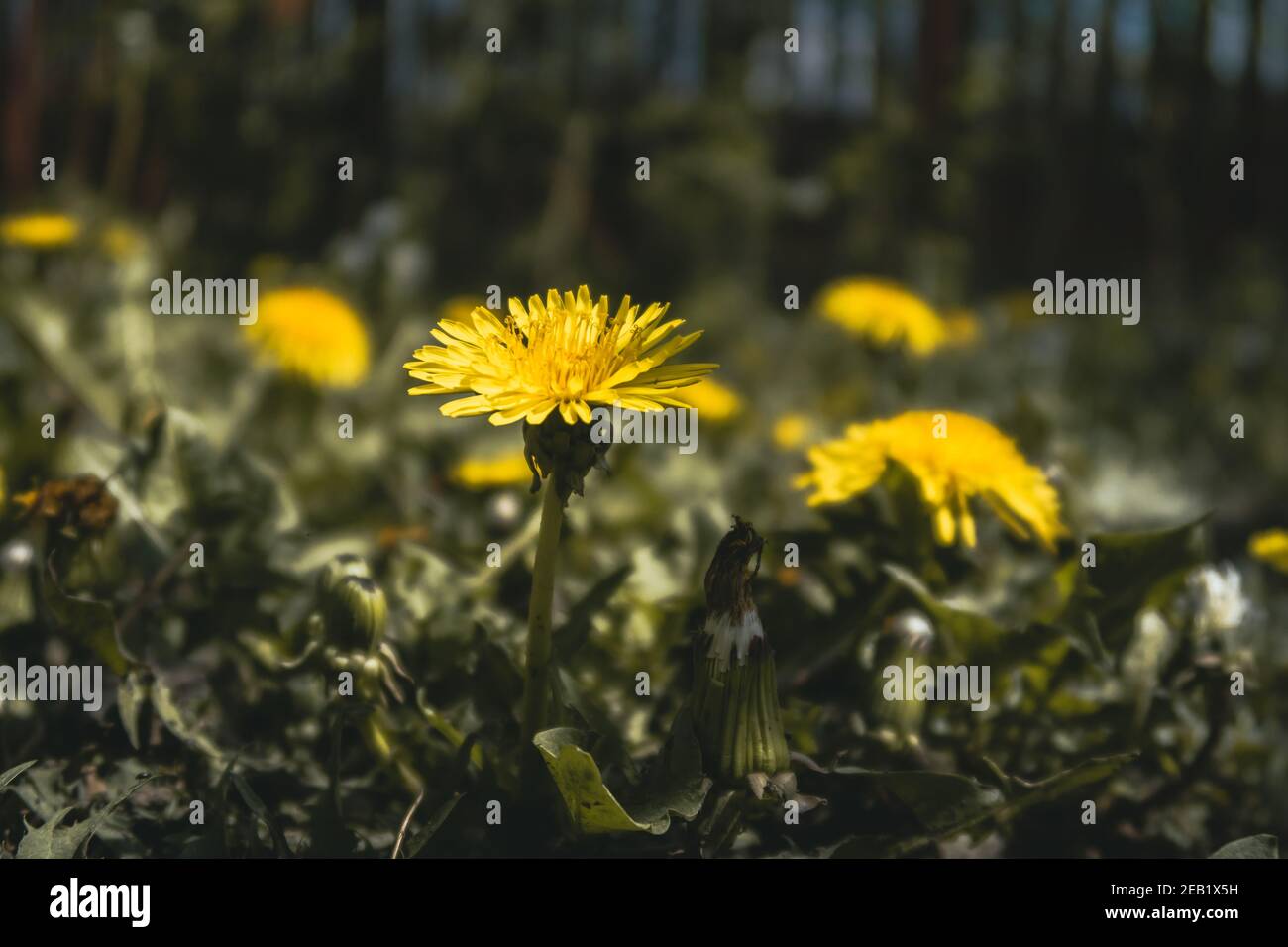 Selective focus shot of beautiful yellow flowers captured in the garden ...