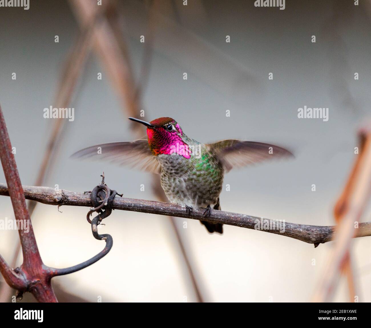 humming bird flying off a branch Stock Photo - Alamy