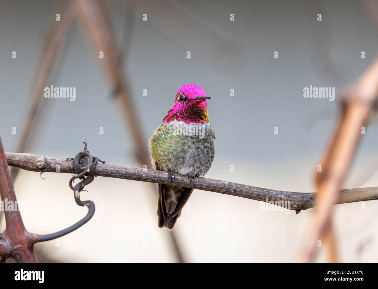 humming bird sitting on a branch Stock Photo - Alamy