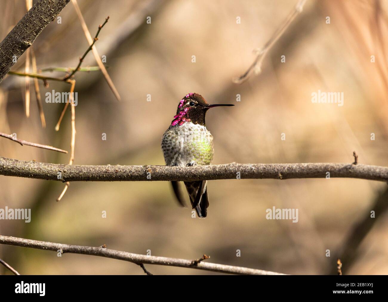humming bird sitting on a branch Stock Photo - Alamy