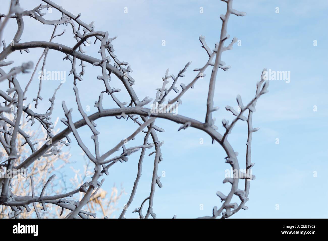 Icicles on a fruit tree with beautiful blue sky. Winter concept Stock ...