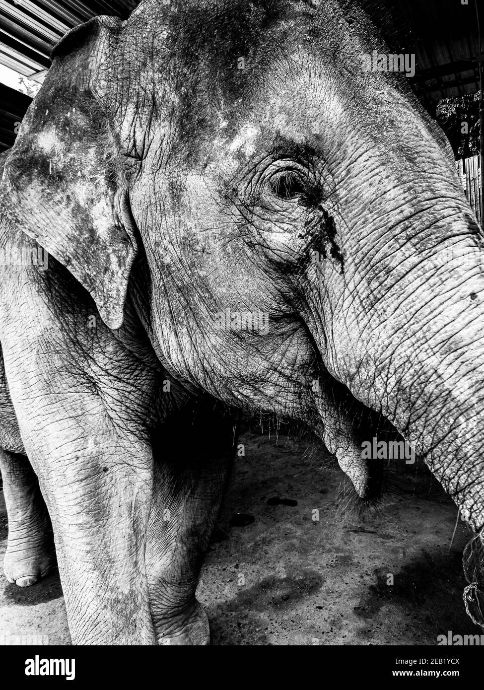 Vertical grayscale shot of an elephant Stock Photo - Alamy