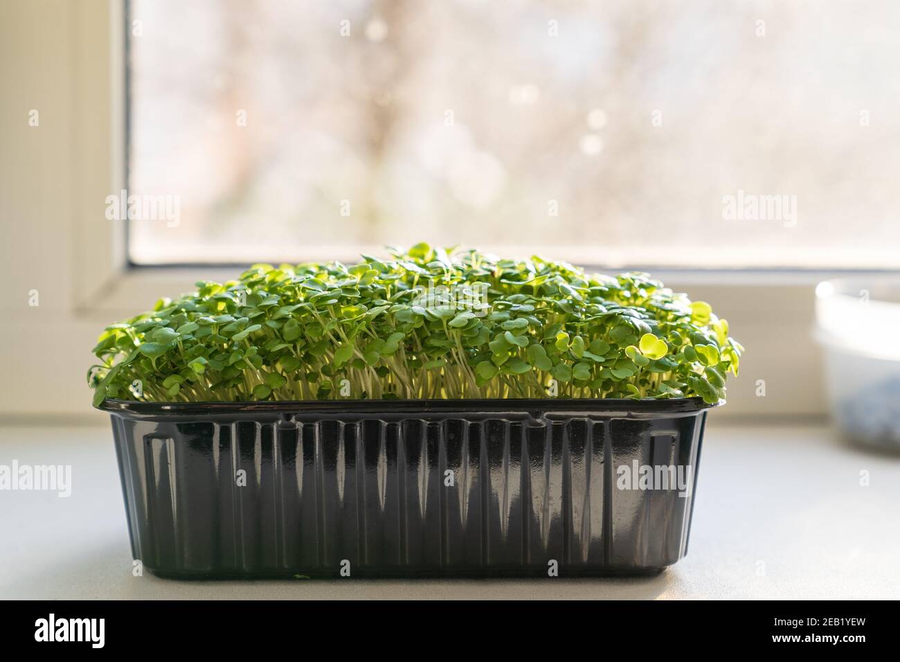 Micro green sprouts growing edible plants on windowsill against window ...