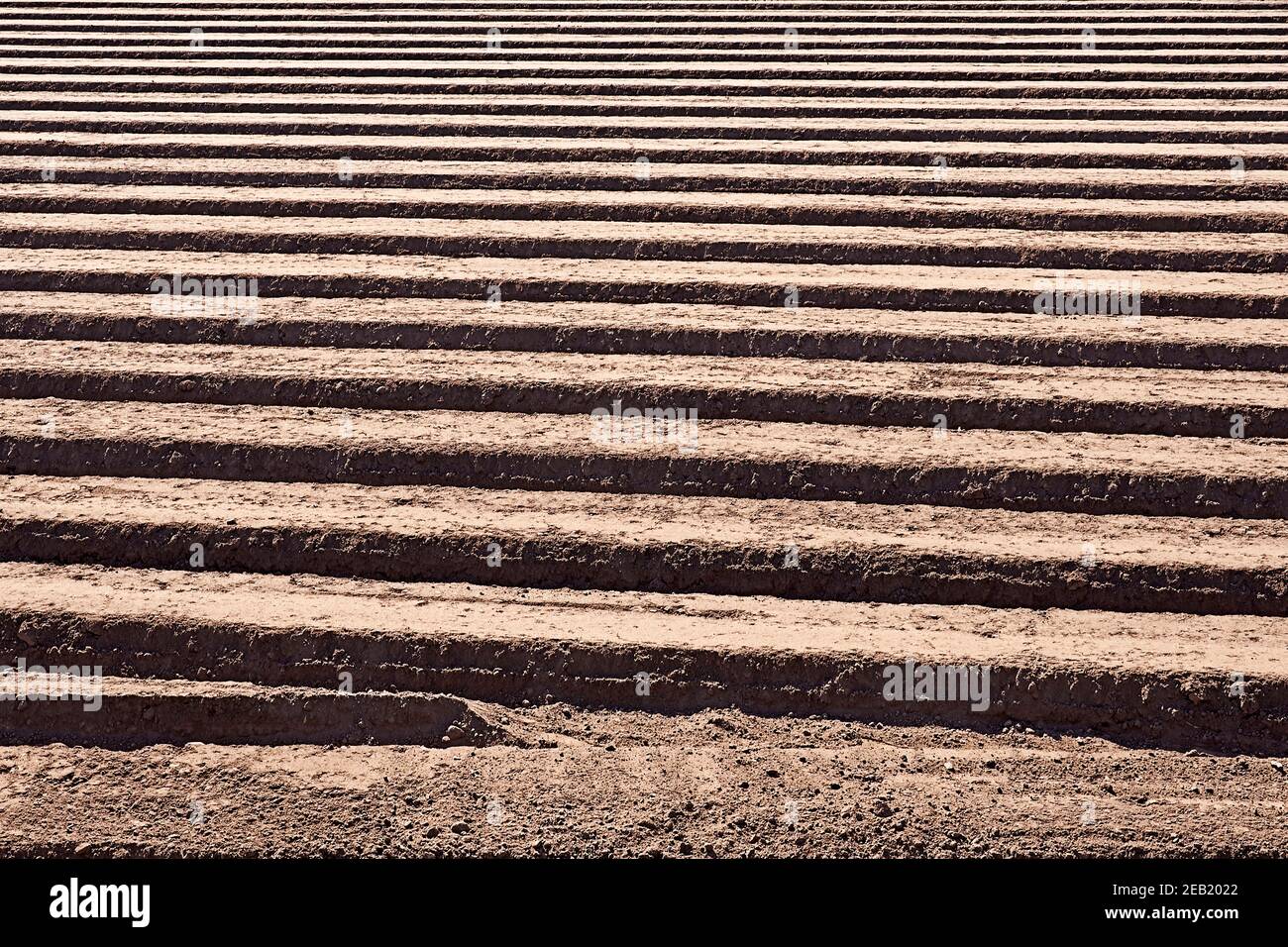 Mediterranean orchard prepared for sowing, brown soil, horizontal lines ...
