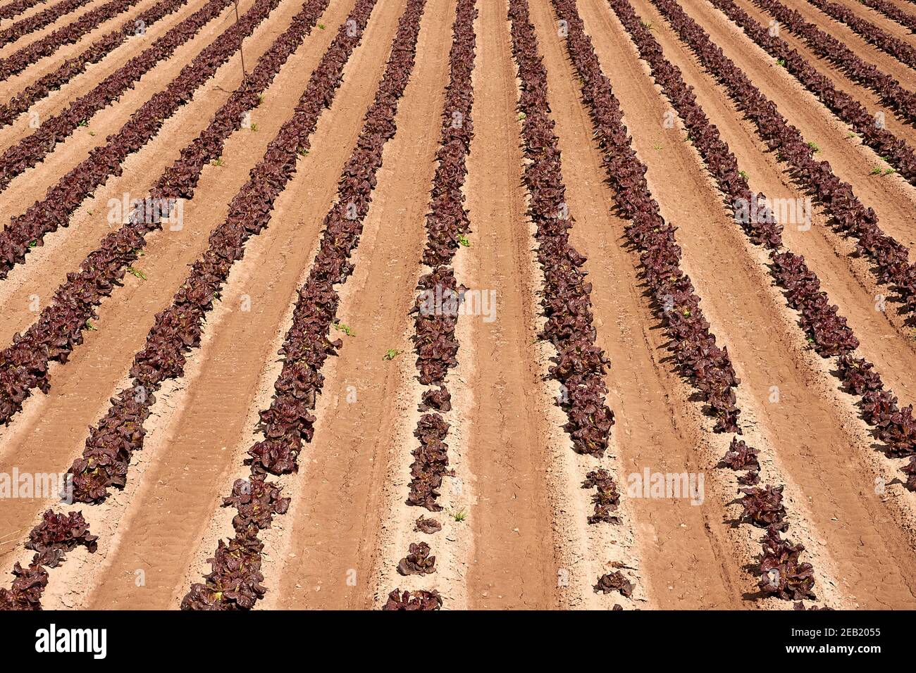 Cultivated fields planted with vegetables. Organic farming ...