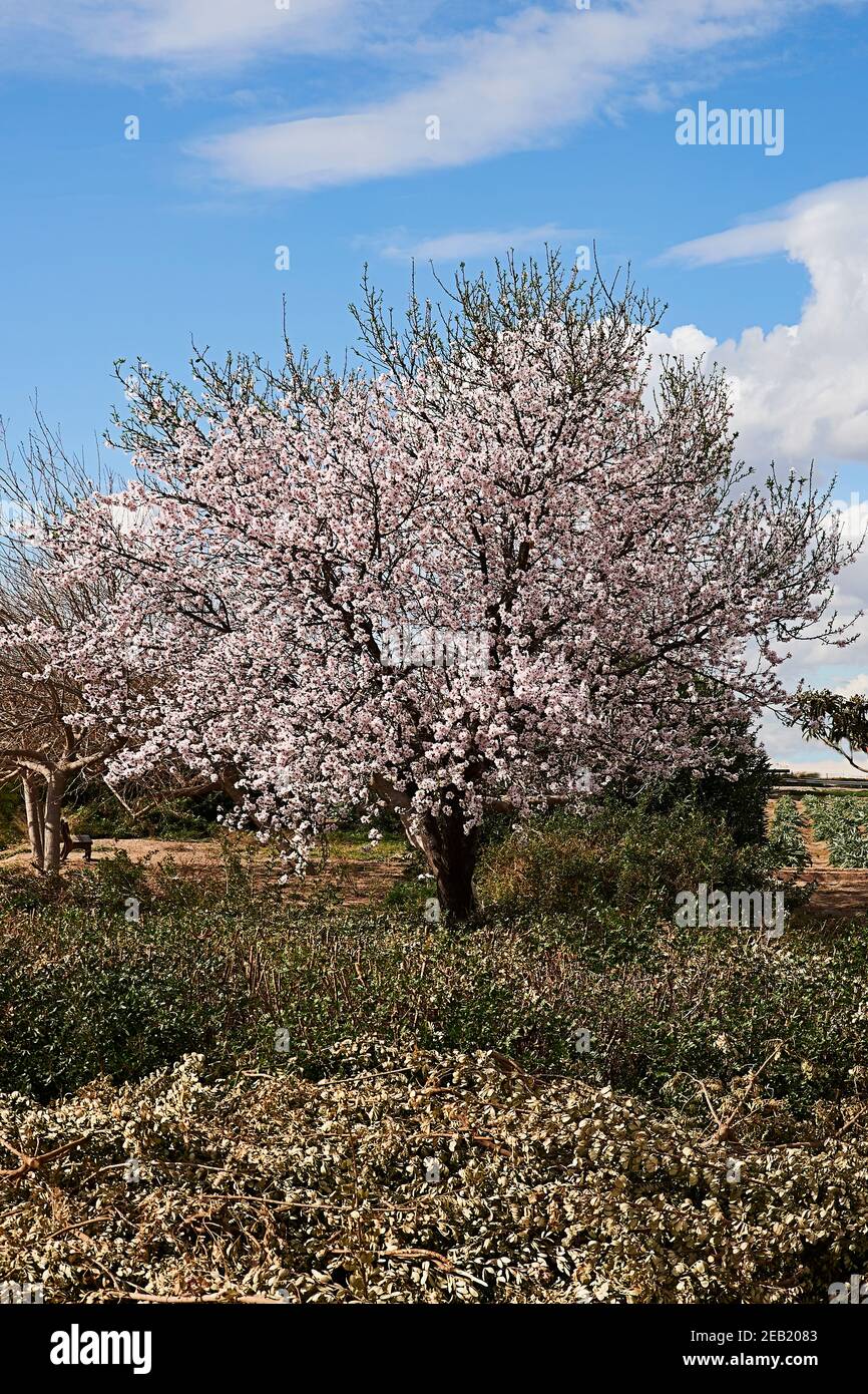 Almond tree flowering in winter. Sunny day, big tree, vegetation, blue ...