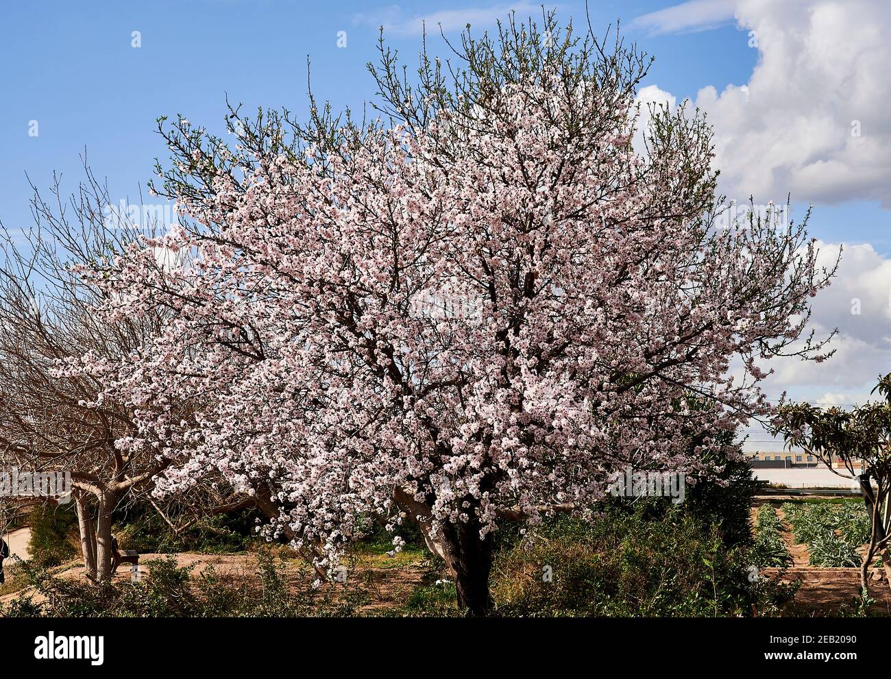 Almond tree flowering in winter. Sunny day, big tree, vegetation, blue ...