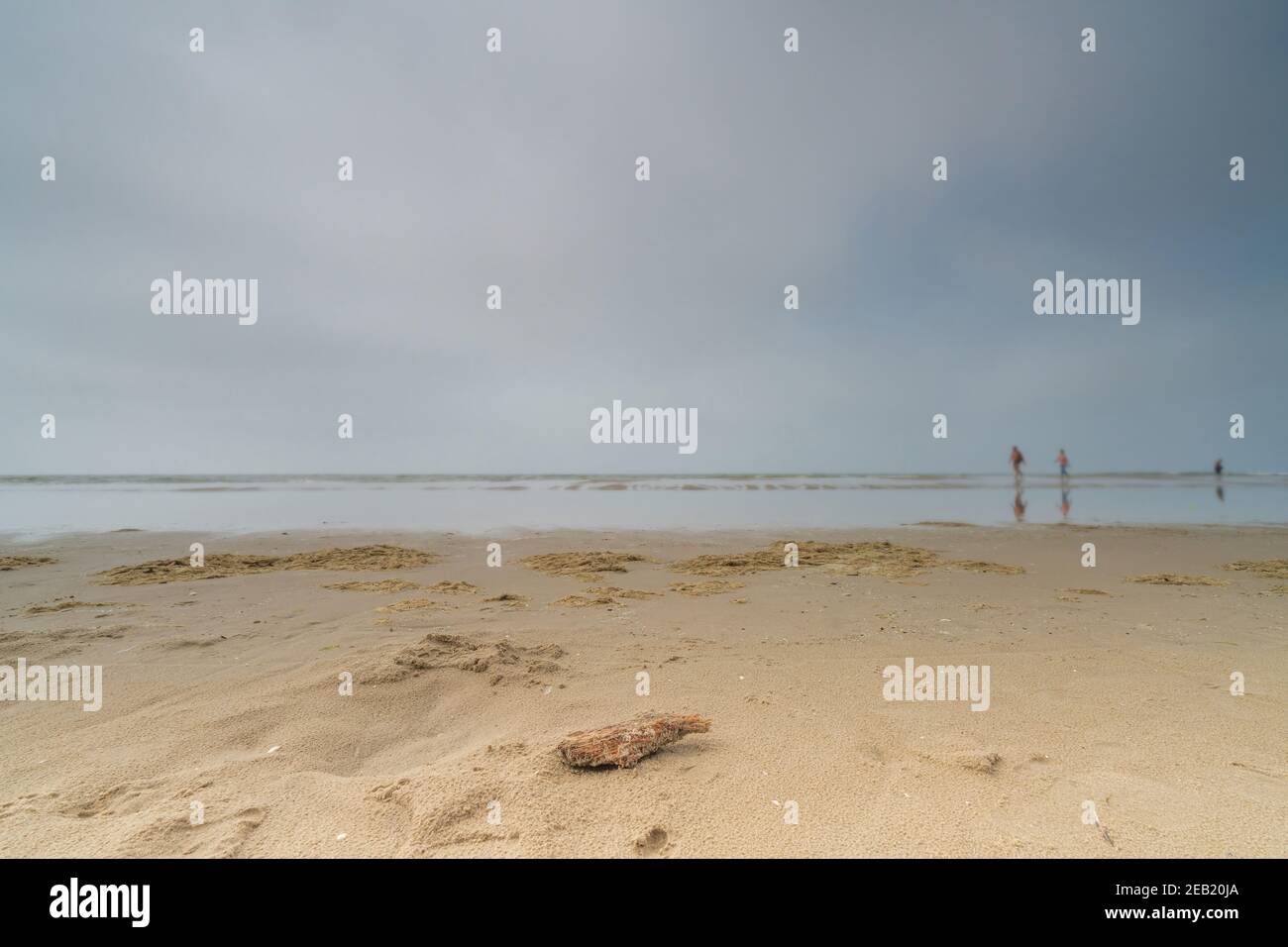 A selective sharpness of a piece of wood on the beach. Peeking sea and ...