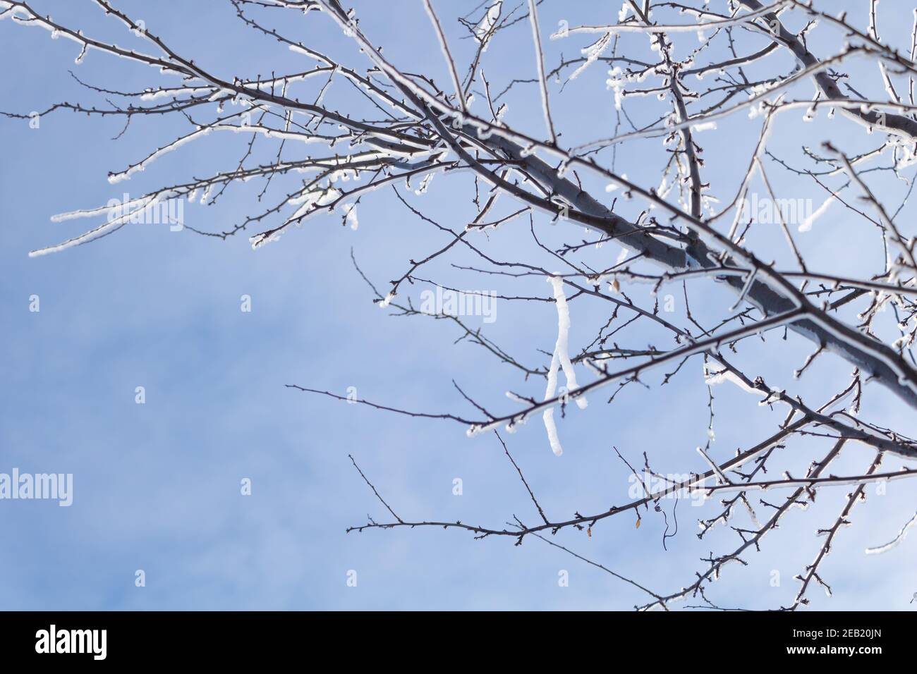 Icicles on a fruit tree with beautiful blue sky. In the process of ...