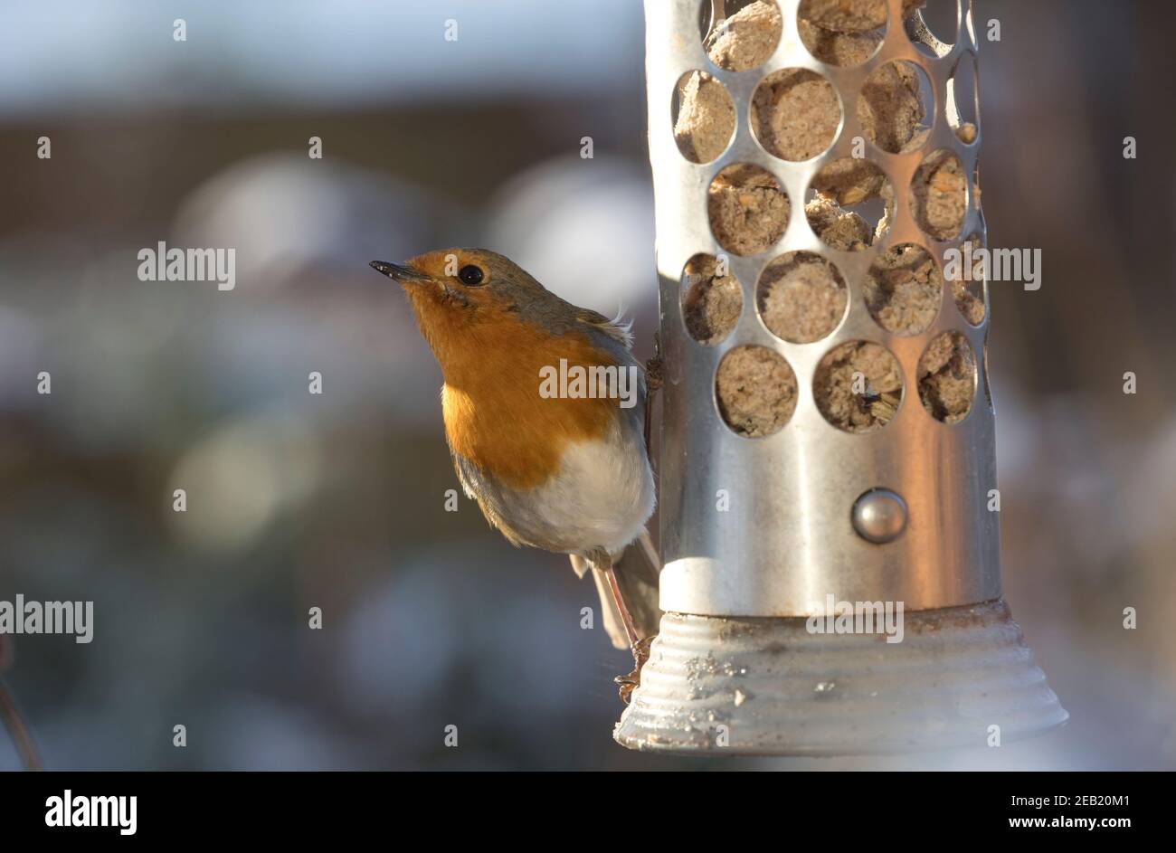 One Robin Erithacus rubecula feeding on fat balls in stainless steel ...