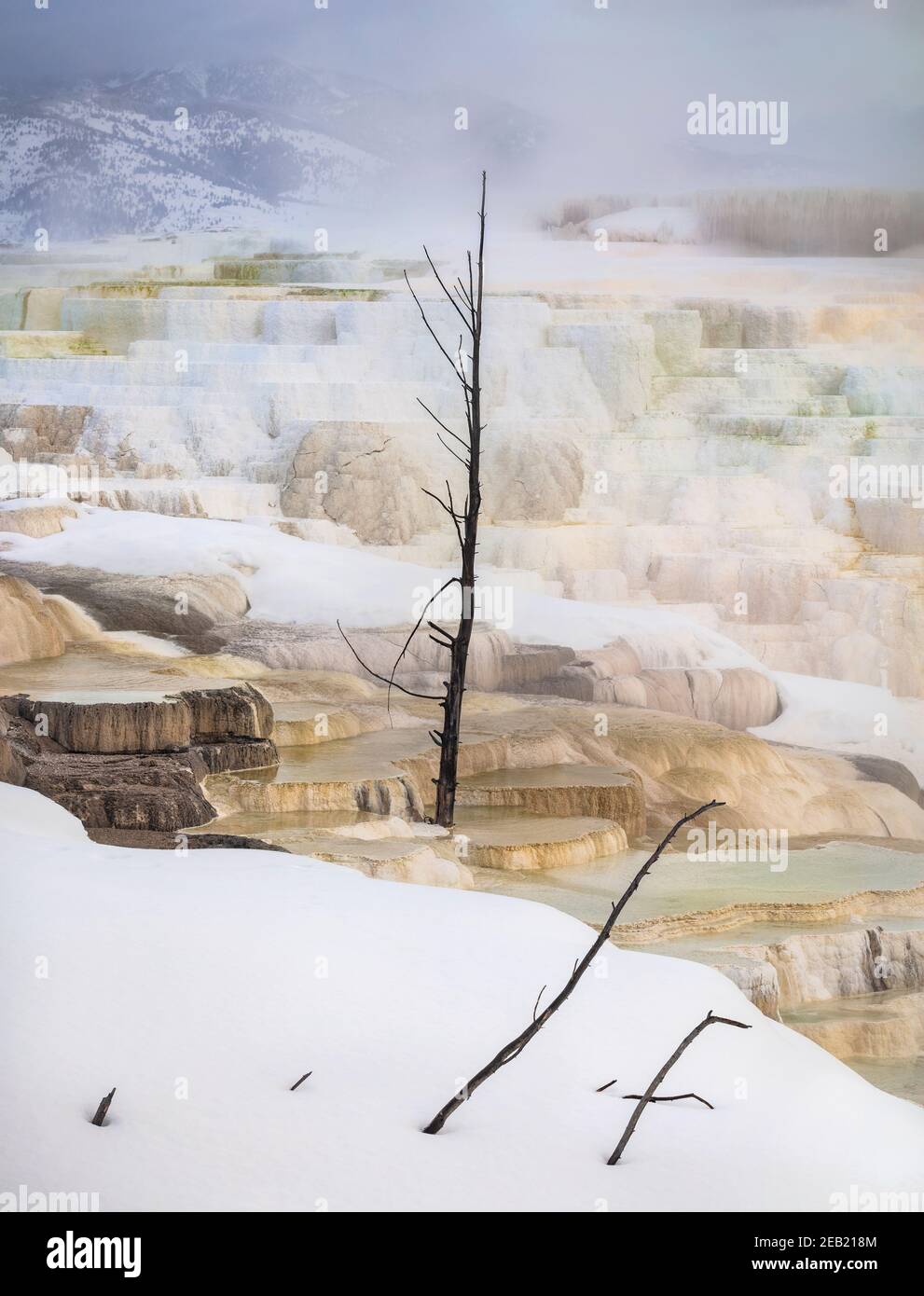 Yellowstone National Park, WY: Travertine and ghost trees of Canary ...