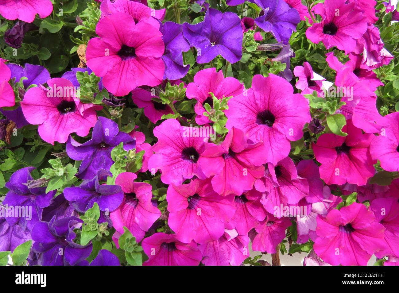 colorful petunia flowers in summer garden Stock Photo - Alamy