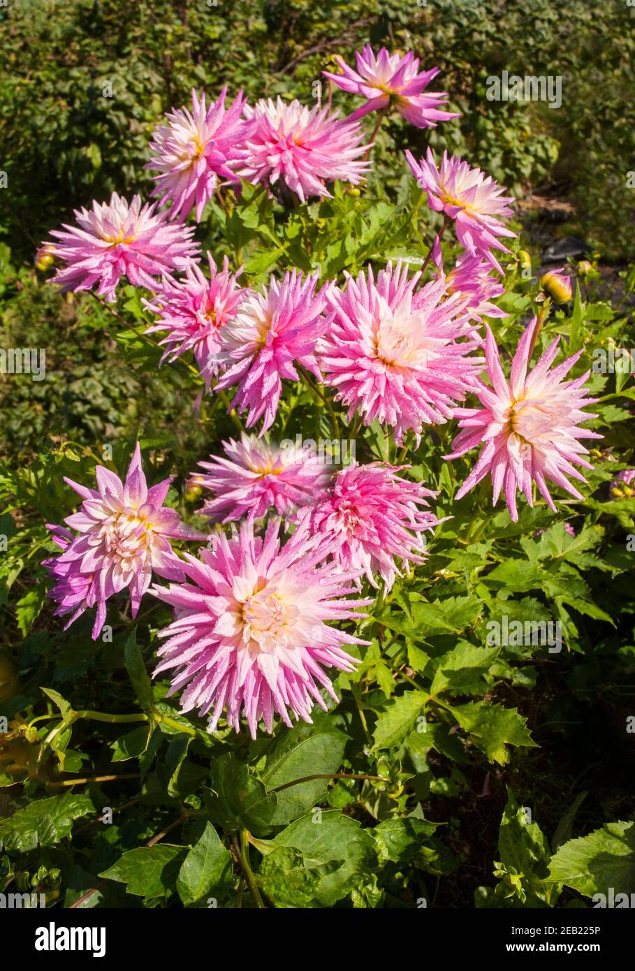 Lots of flowers of Capt Bruce Bairnsfather a semi cactus dahlia with ...