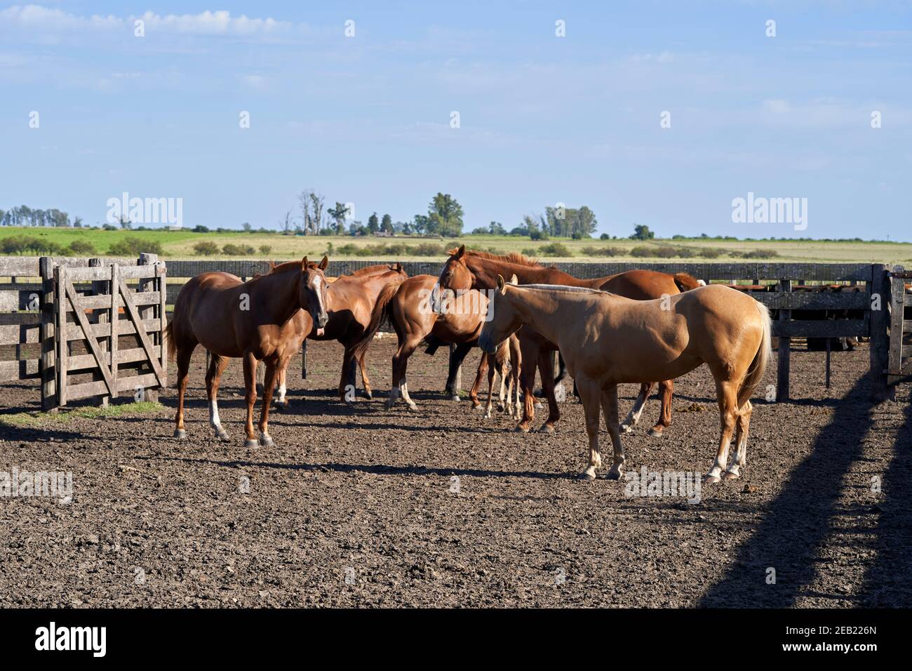Brown horse in small corral hi-res stock photography and images - Alamy