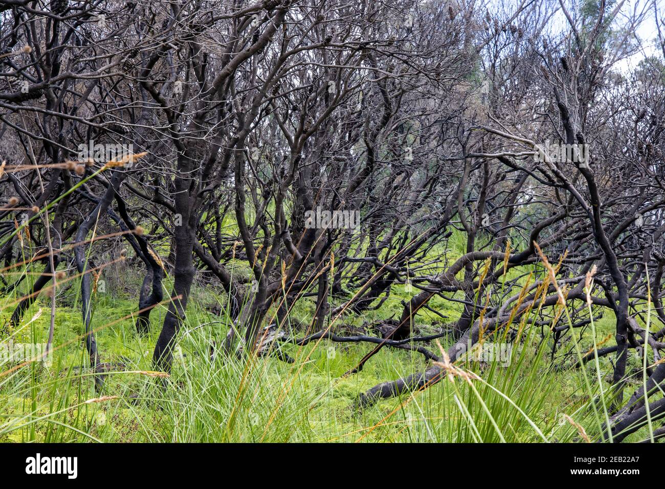 New growth with burnt and dead Banksia Trees after devestating fires ...