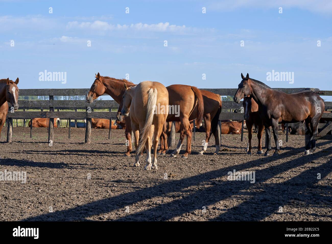 Horses Walking Around in the corral of a small ranch Stock Photo - Alamy