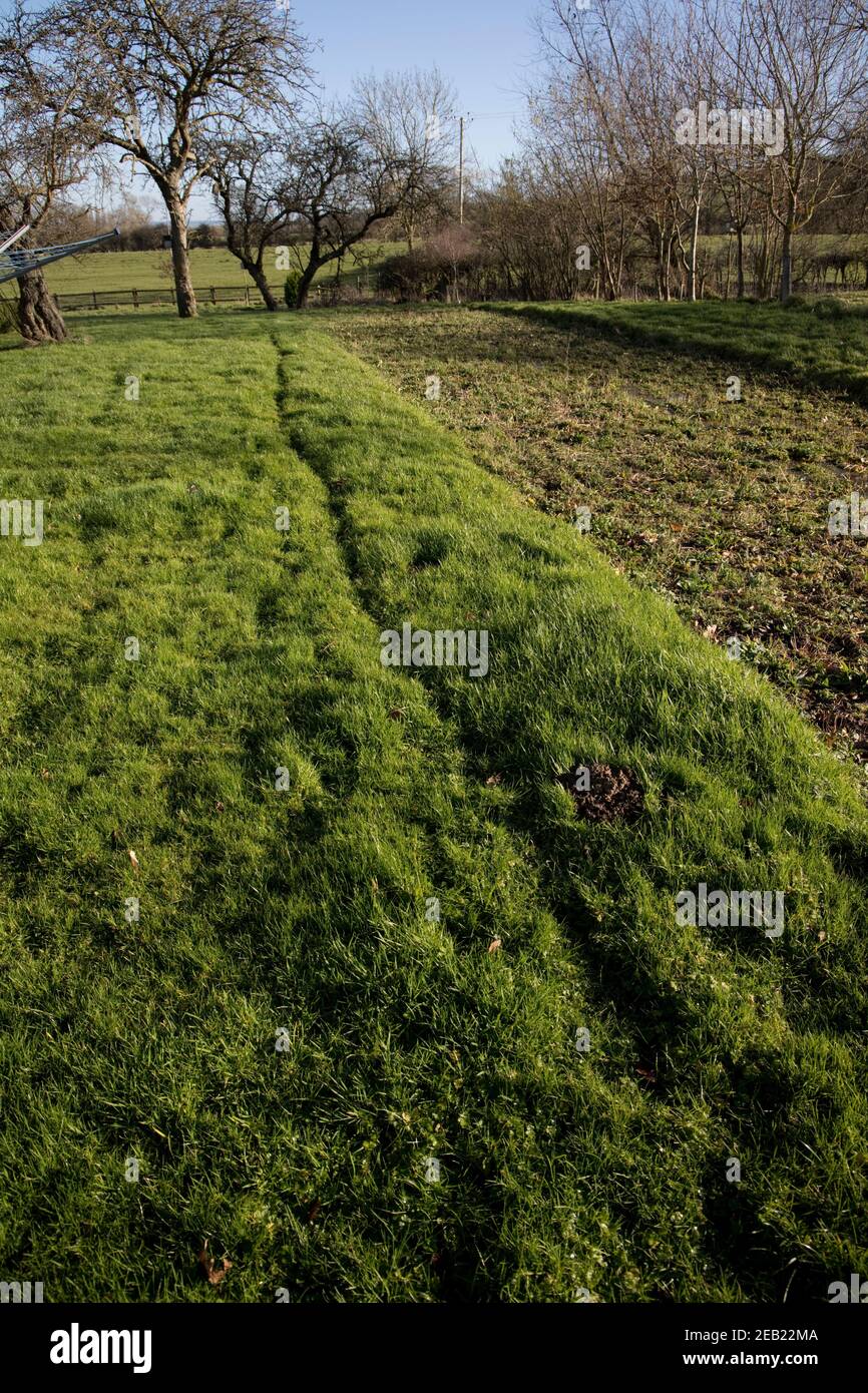 Track or path used regularly by wild animals probably fox across grass ...