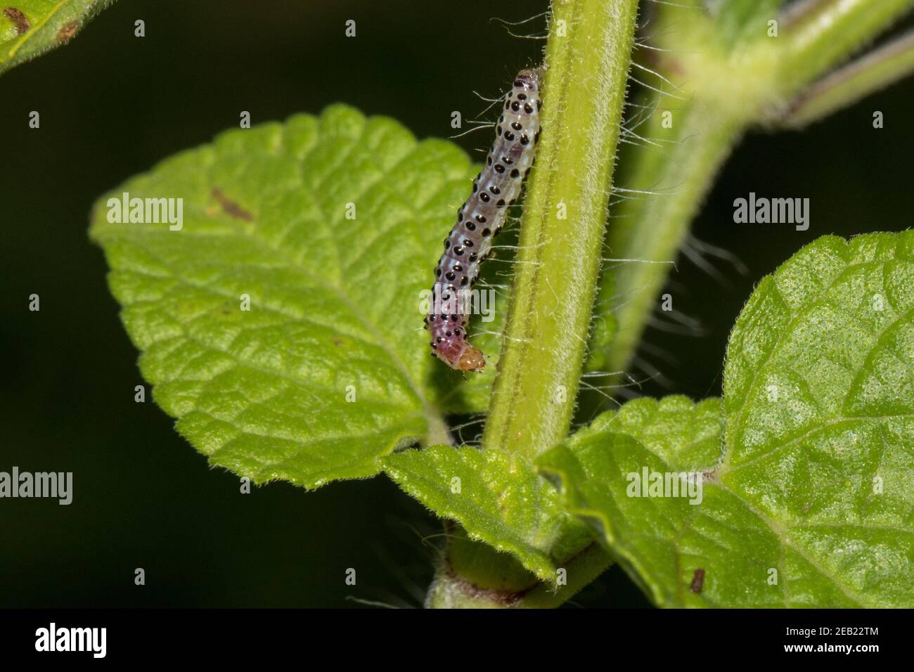 Larva of the southern pink moth, Pyrausta inornatalis, feeding on ...