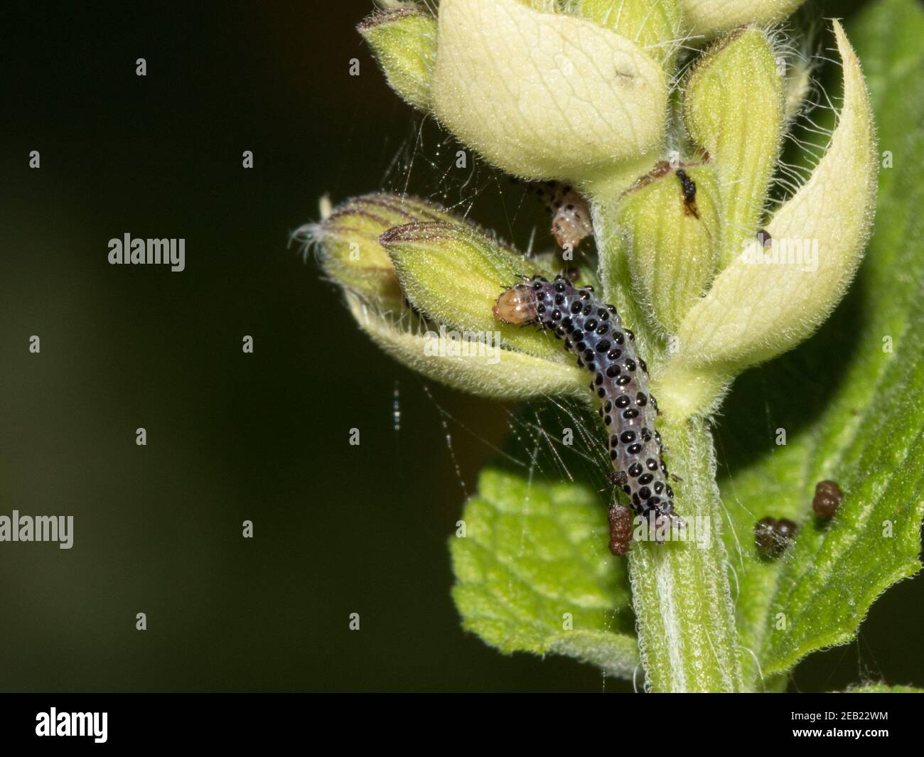 Larva of the southern pink moth, Pyrausta inornatalis, feeding on ...