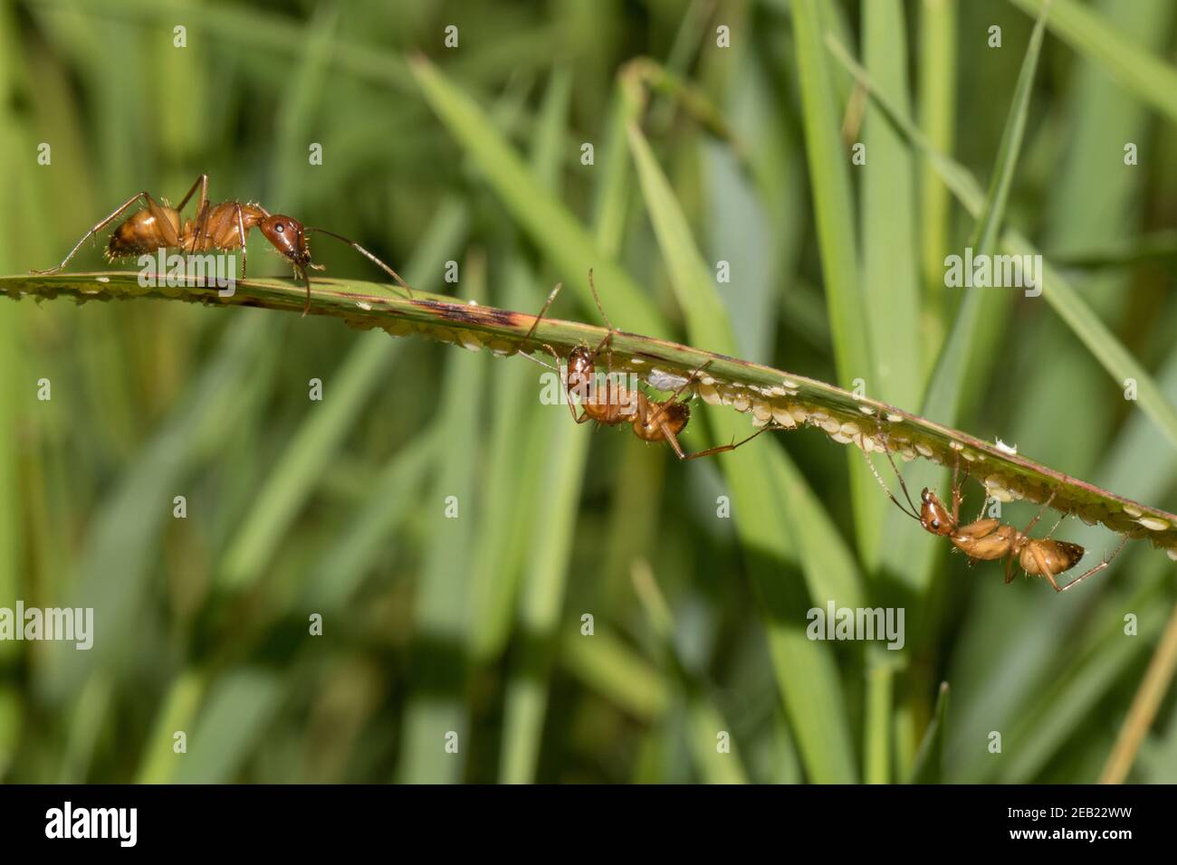 Formicid hi-res stock photography and images - Alamy